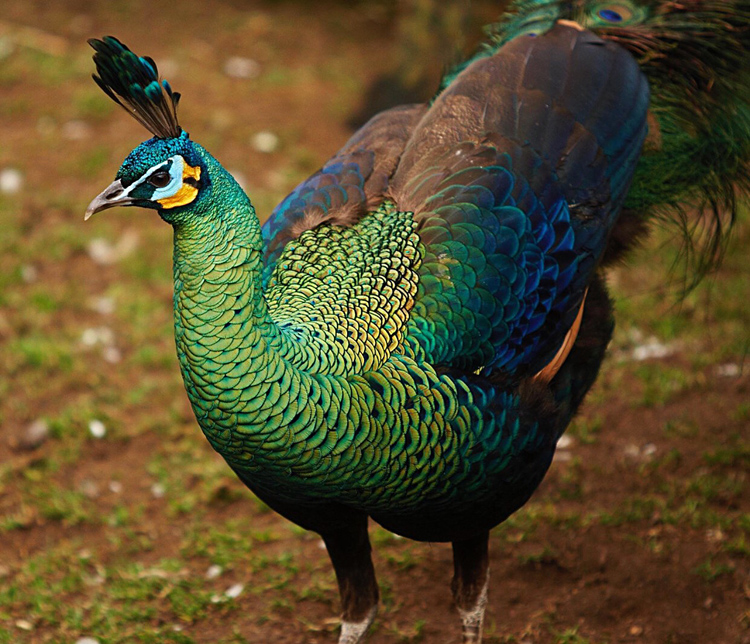 Raising Peafowl in a Northern Climate - February/March 2019 Photo Essay ...